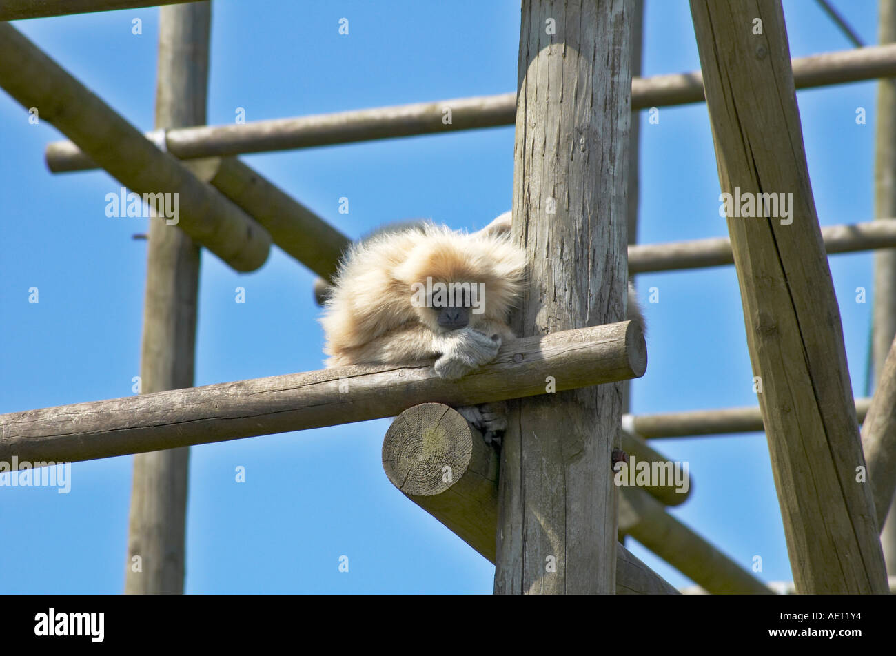 Brachiation primate hi-res stock photography and images - Alamy