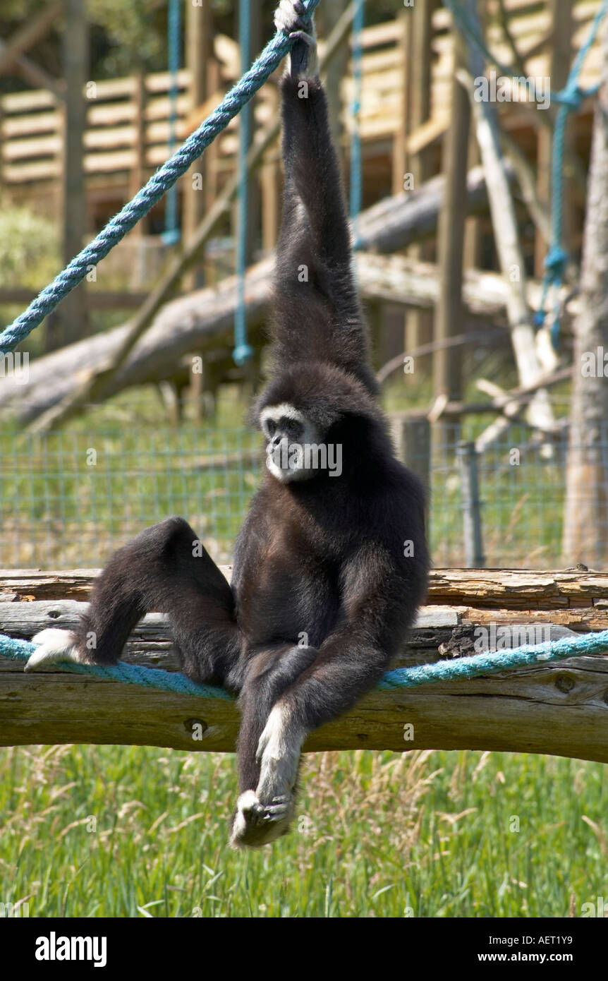 Brachiation hi-res stock photography and images - Alamy