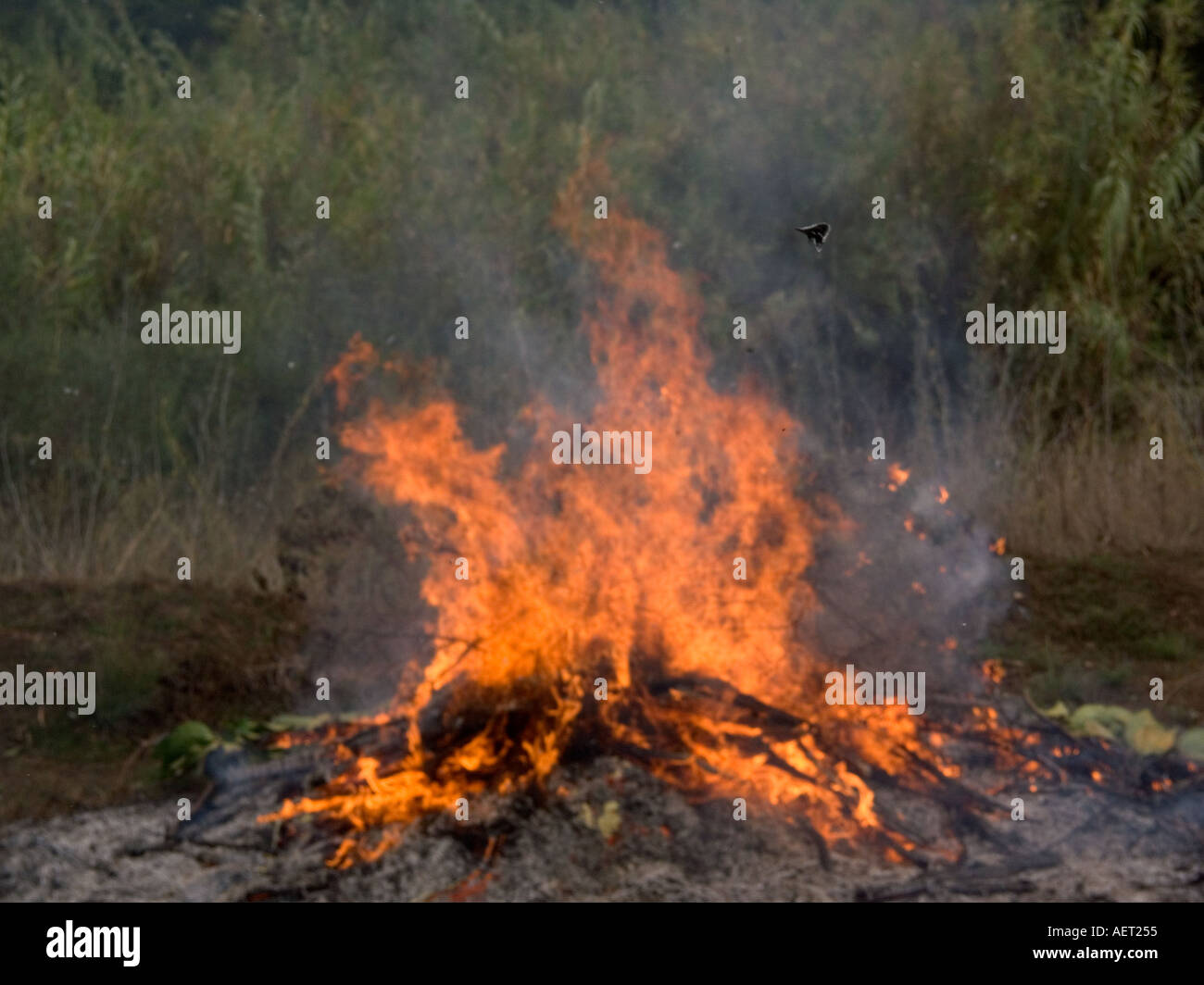 bonfire flame flames flaming fire burn burns burning rubbish weed weeds ...