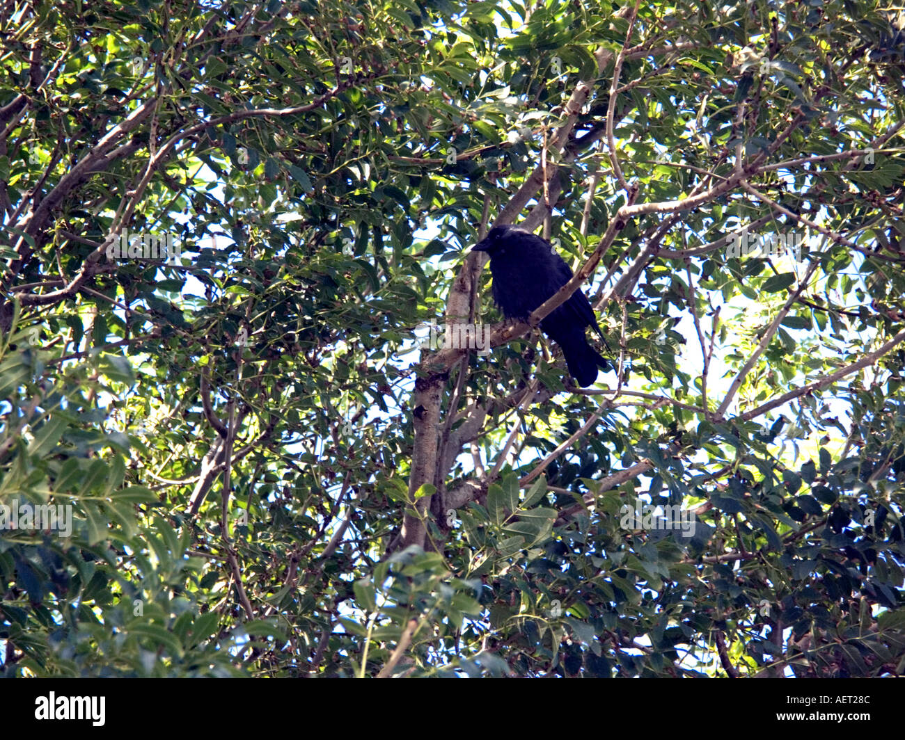 jackdaw in tree Stock Photo - Alamy
