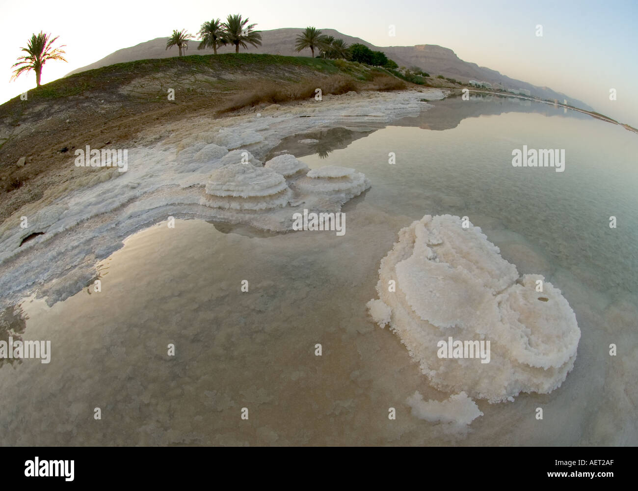Israel Dead Sea Ein Boqeq salt formations mushrooms in the sea with palm trees and cliffs in the ...