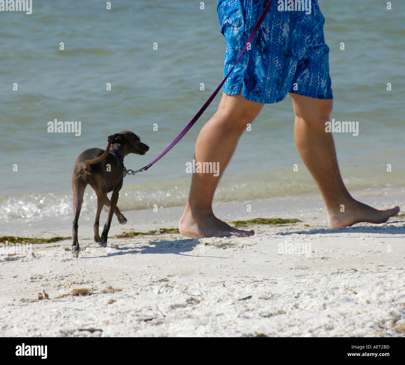 Dog following his master on the beach Stock Photo - Alamy