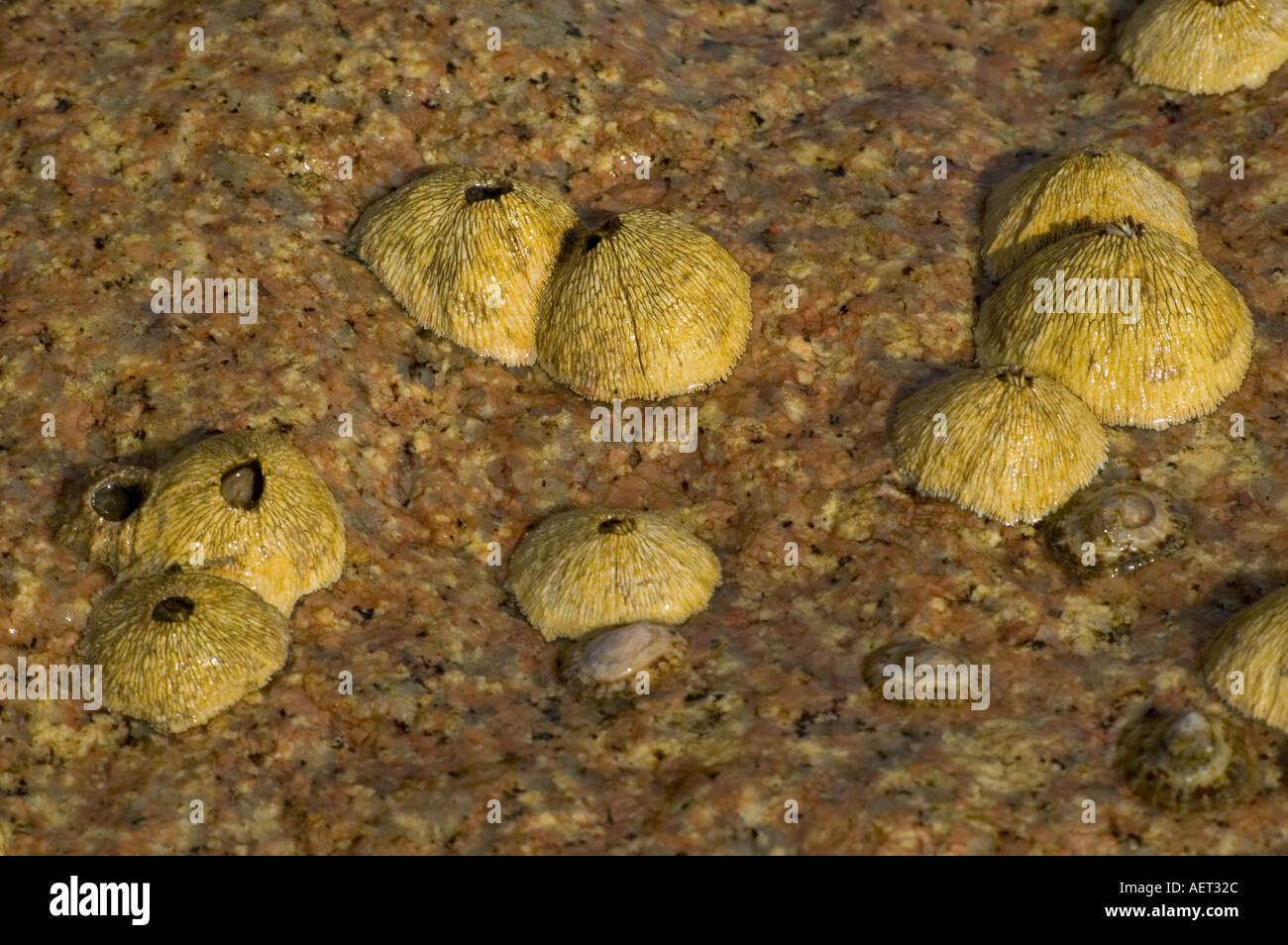 Israel eilat sea shells hi-res stock photography and images - Alamy