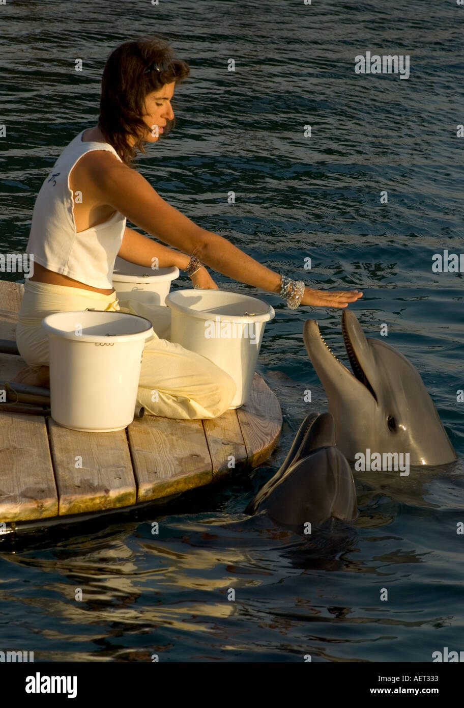 Israel Eilat Dolphin Reef woman feeding a dolphin Stock Photo - Alamy