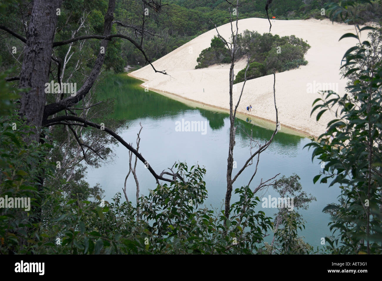 Lake Wabby in the late afternoon viewed from the walking track Fraser ...