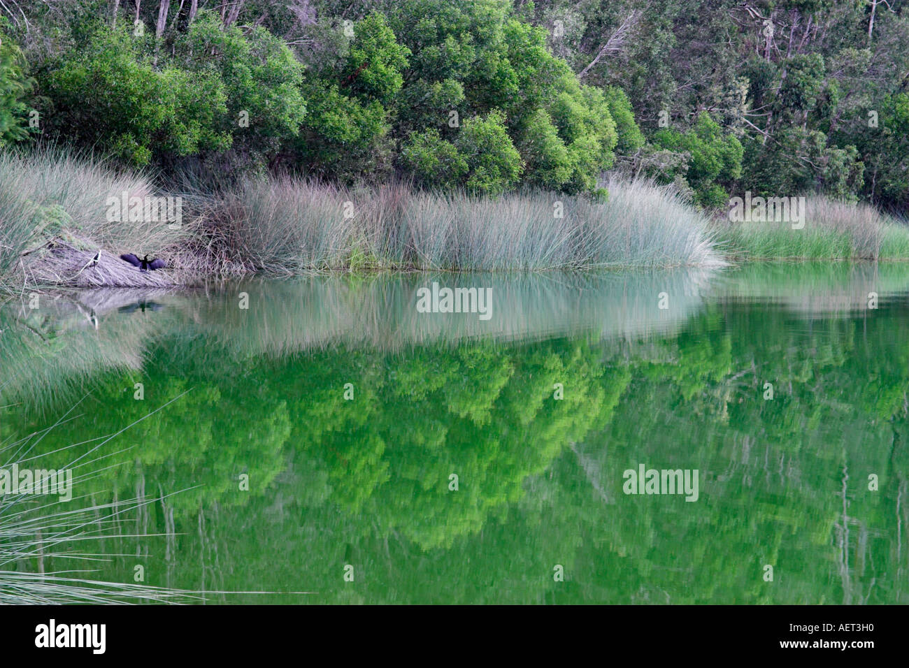 Lake Wabby Fraser Island Queensland Australia Stock Photo - Alamy