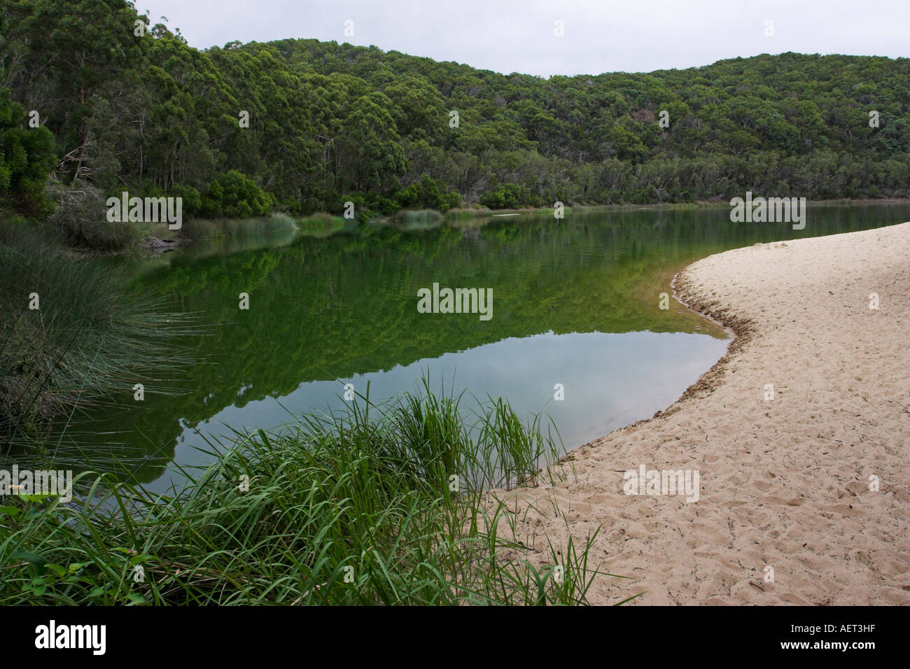 Lake Wabby Fraser Island Queensland Australia Stock Photo - Alamy