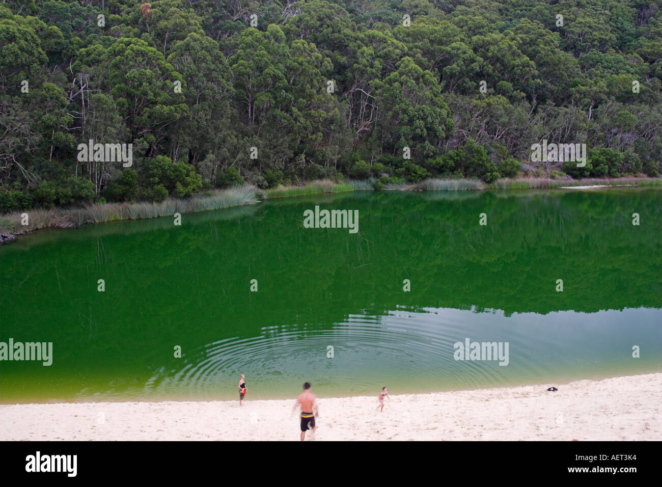 Lake Wabby Fraser Island Queensland Australia Stock Photo - Alamy
