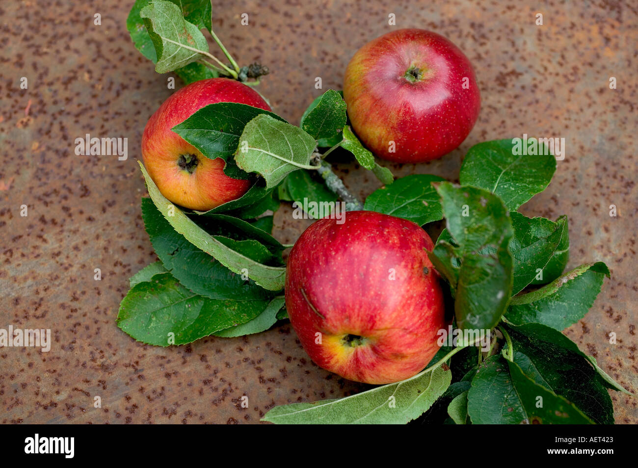 3 ROYAL GALA RED APPLES AND LEAVES ON A RUSTY GARDEN TABLE Stock Photo ...