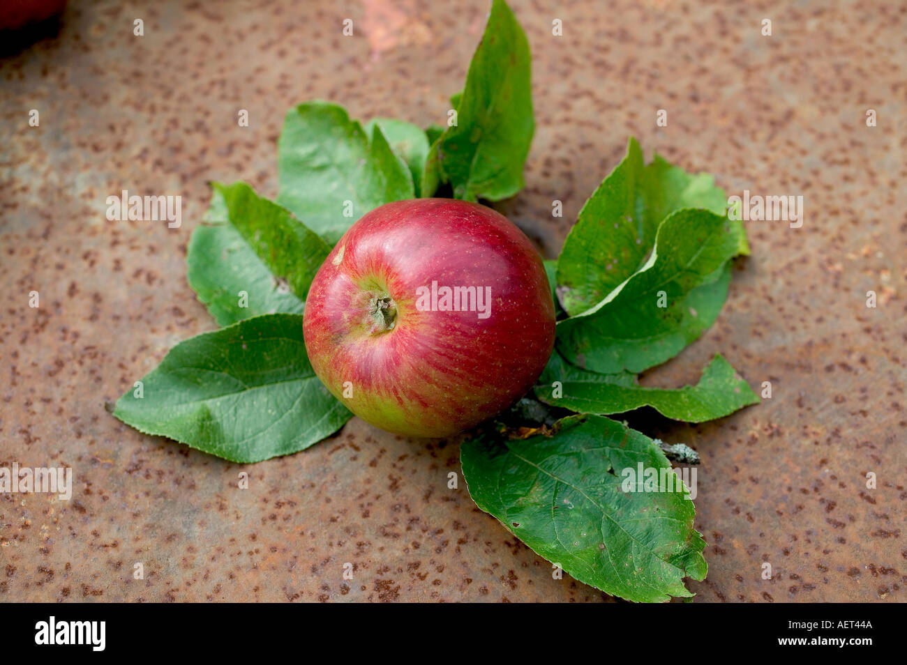 ROYAL GALA RED APPLE WITH LEAVES ON A RUSTY GARDEN TABLE Stock Photo ...