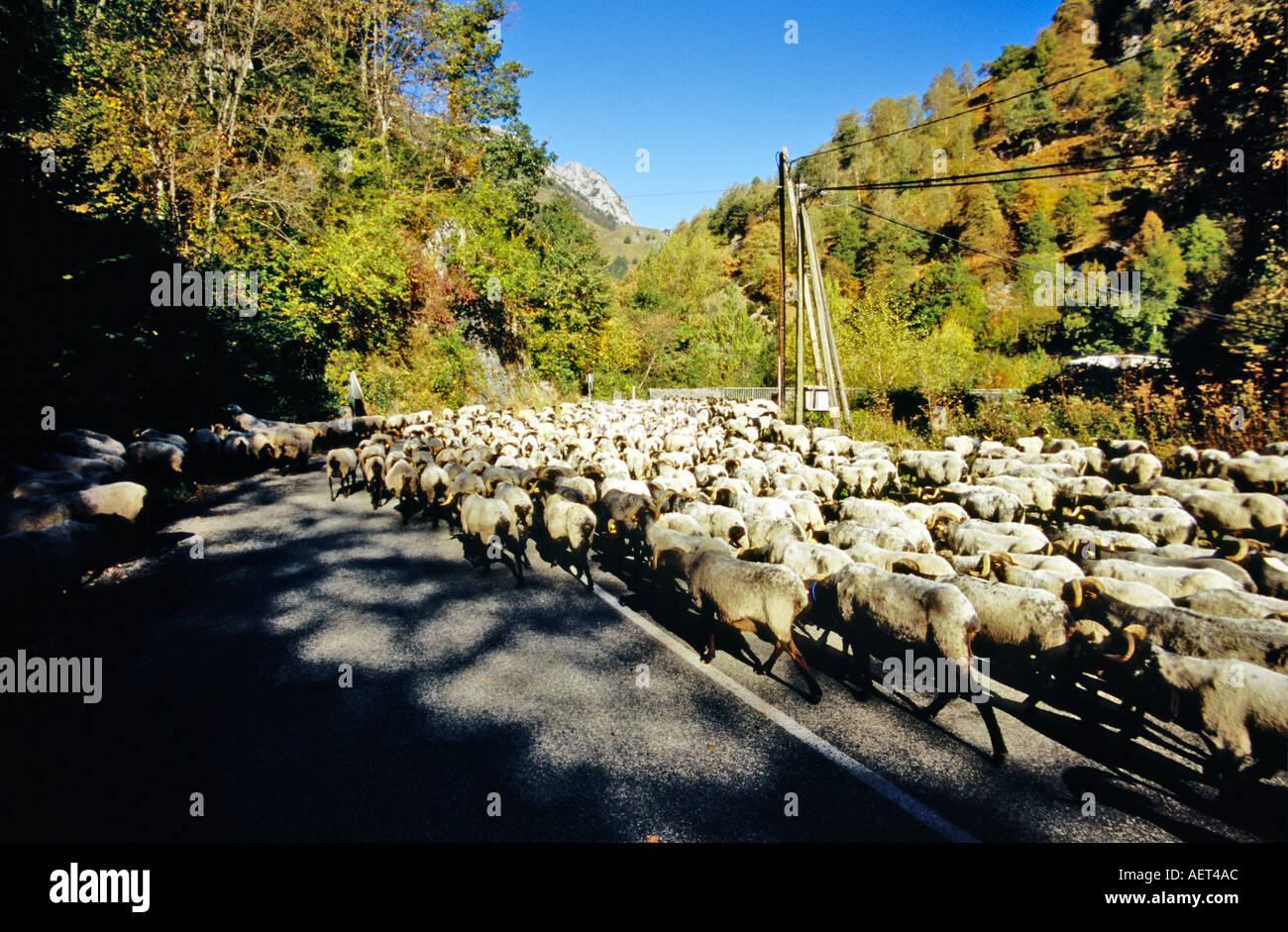 Sheep being herded along country road Pyrenees South France Stock Photo ...
