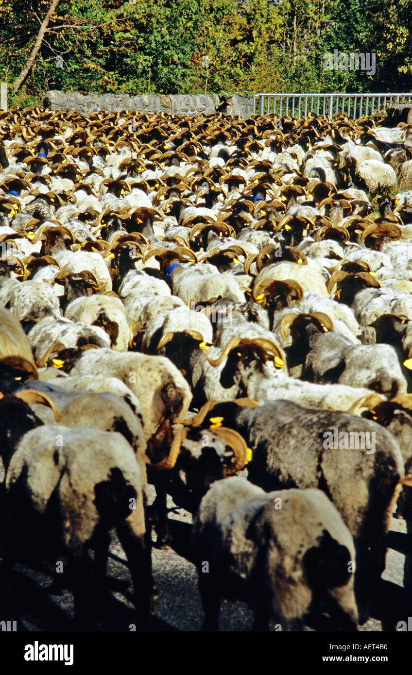 Sheep being herded along country road Pyrenees South France Stock Photo ...