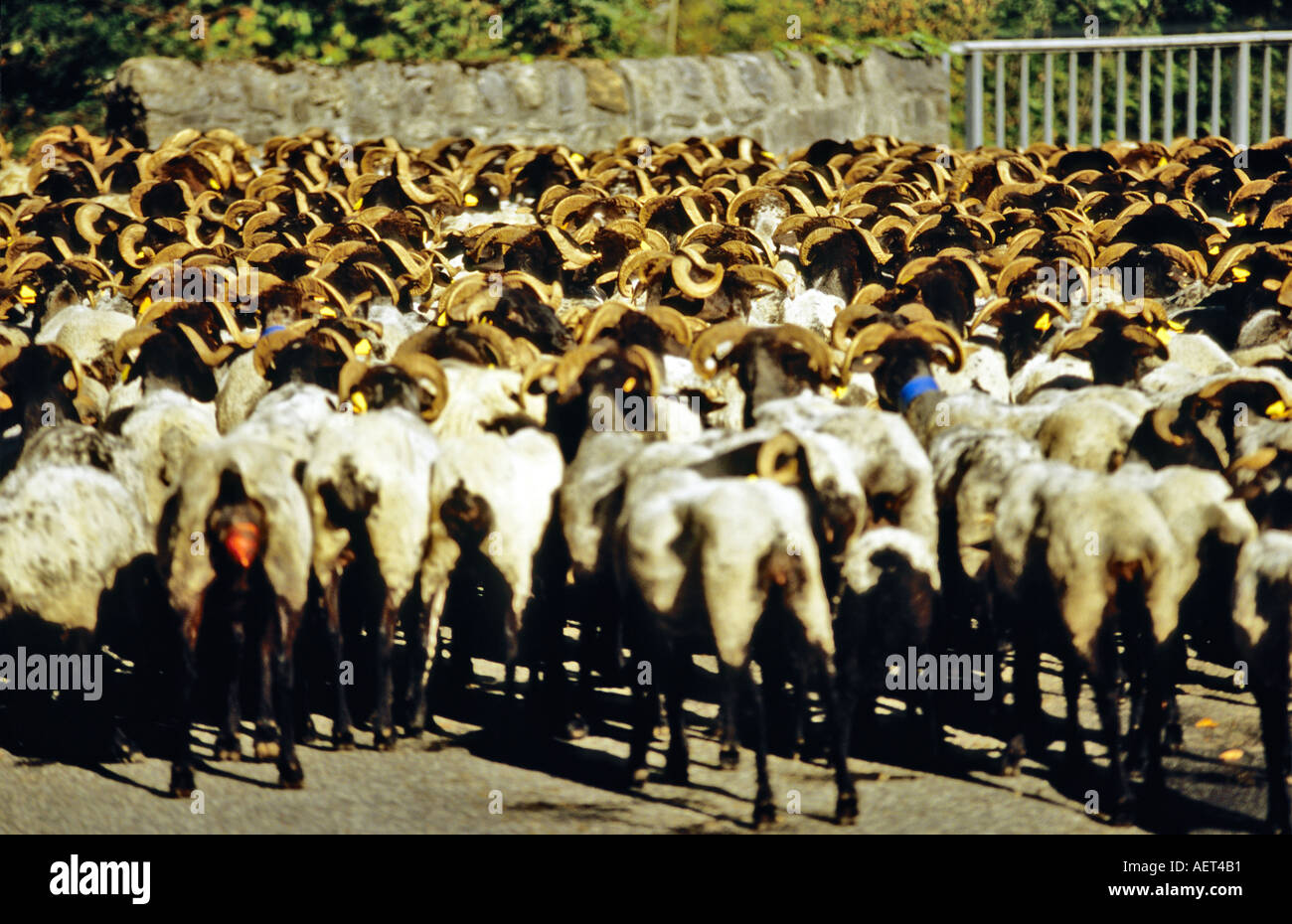 Herded together hi-res stock photography and images - Alamy