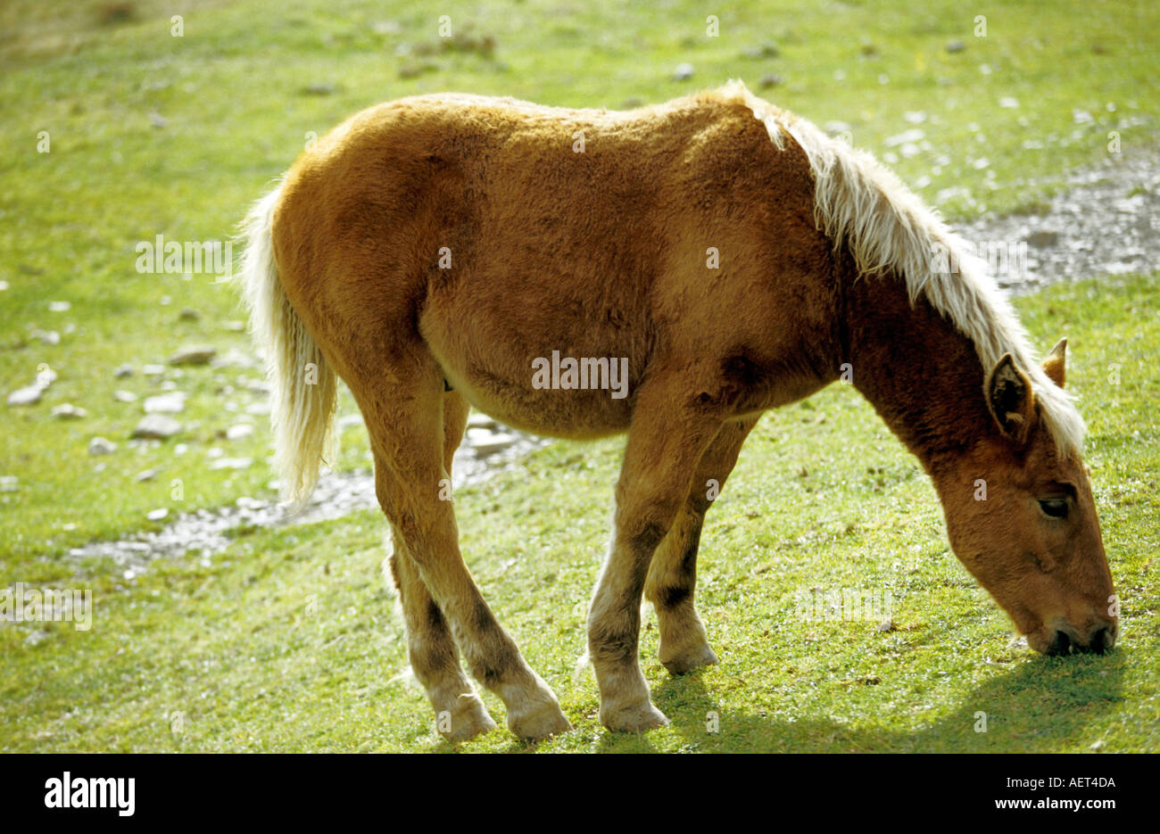 Pyrenees pottock horses hi-res stock photography and images - Alamy