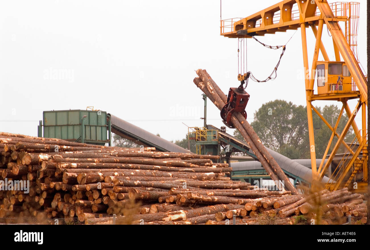 Heavy machinery loads timber for processing into lumber at a sawmill in ...