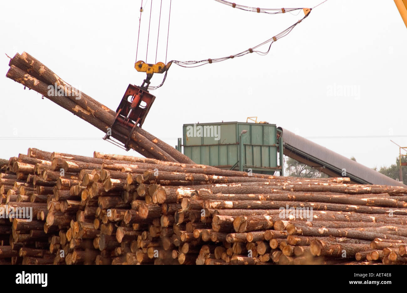 Heavy machinery loads timber for processing into lumber at a sawmill in ...