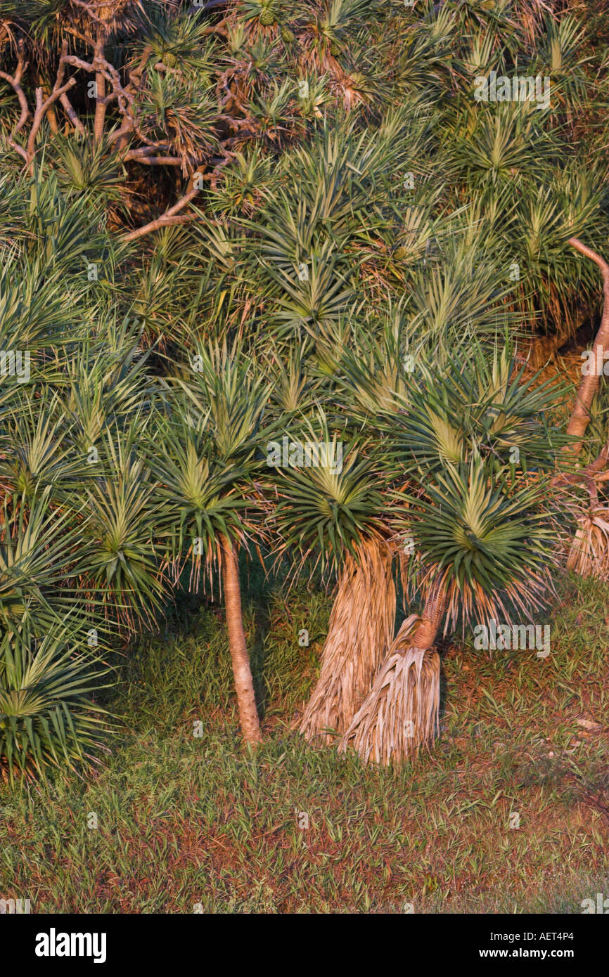 Pandanus palms on the beach Fraser Island Queensland Australia Stock ...