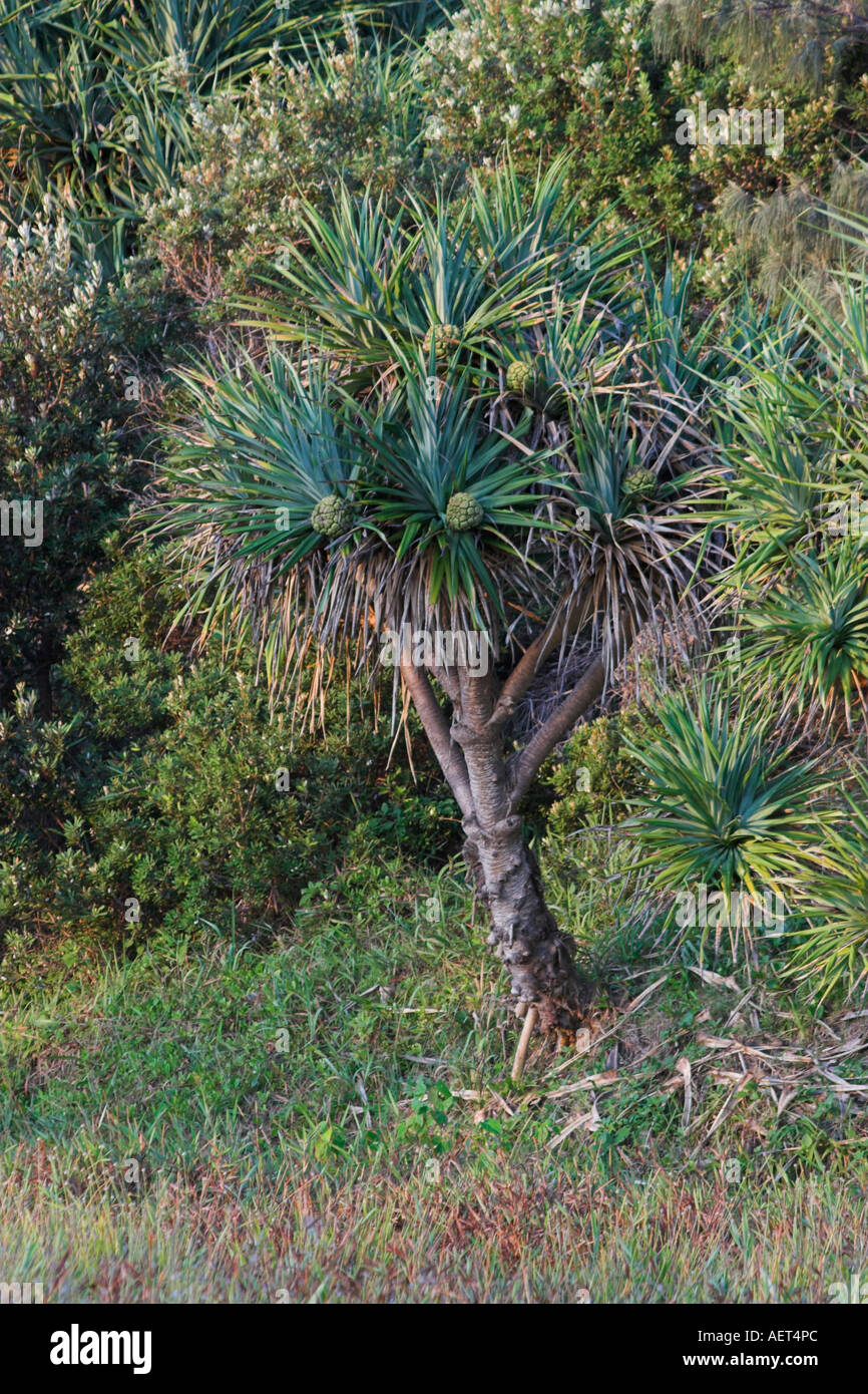 Pandanus palms on the beach Fraser Island Queensland Australia Stock ...