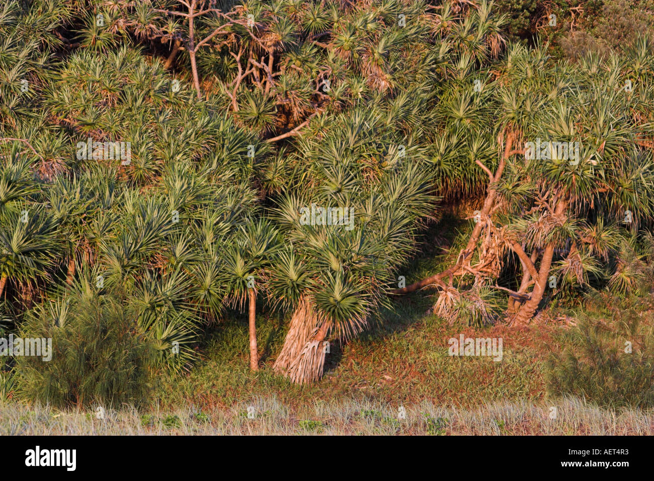 Pandanus palms on the beach Fraser Island Queensland Australia Stock ...
