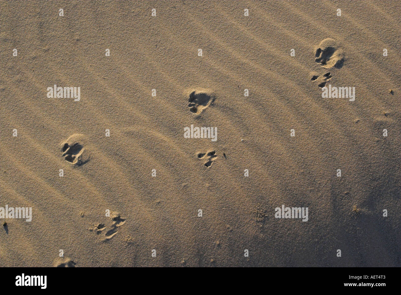 Dingo footprints in the sand Fraser Island Queensland Australia Stock ...
