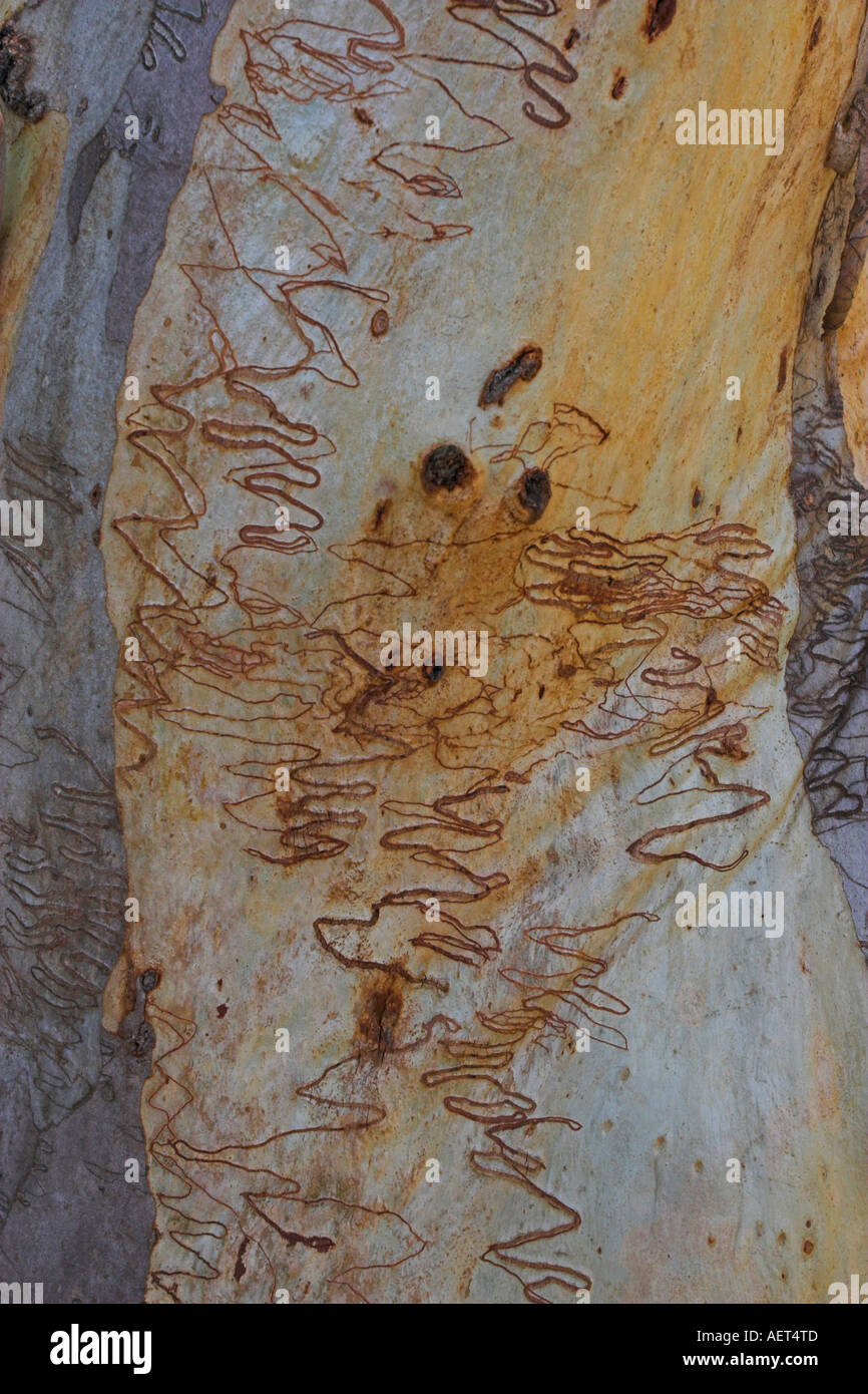 Scribbly Gum bark patterns Fraser Island Queensland Australia Stock ...