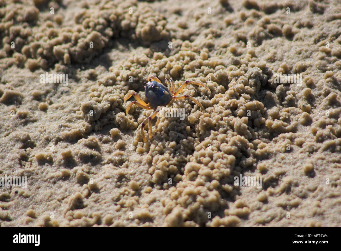 Soldier Crabs on the beach Fraser Island, Queensland, Australia Stock ...