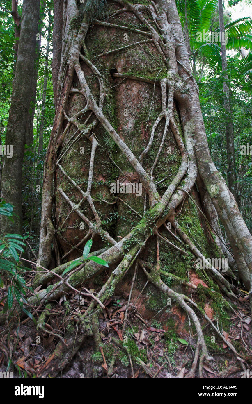 Strangler Fig by an inland track Fraser Island Queensland Australia ...