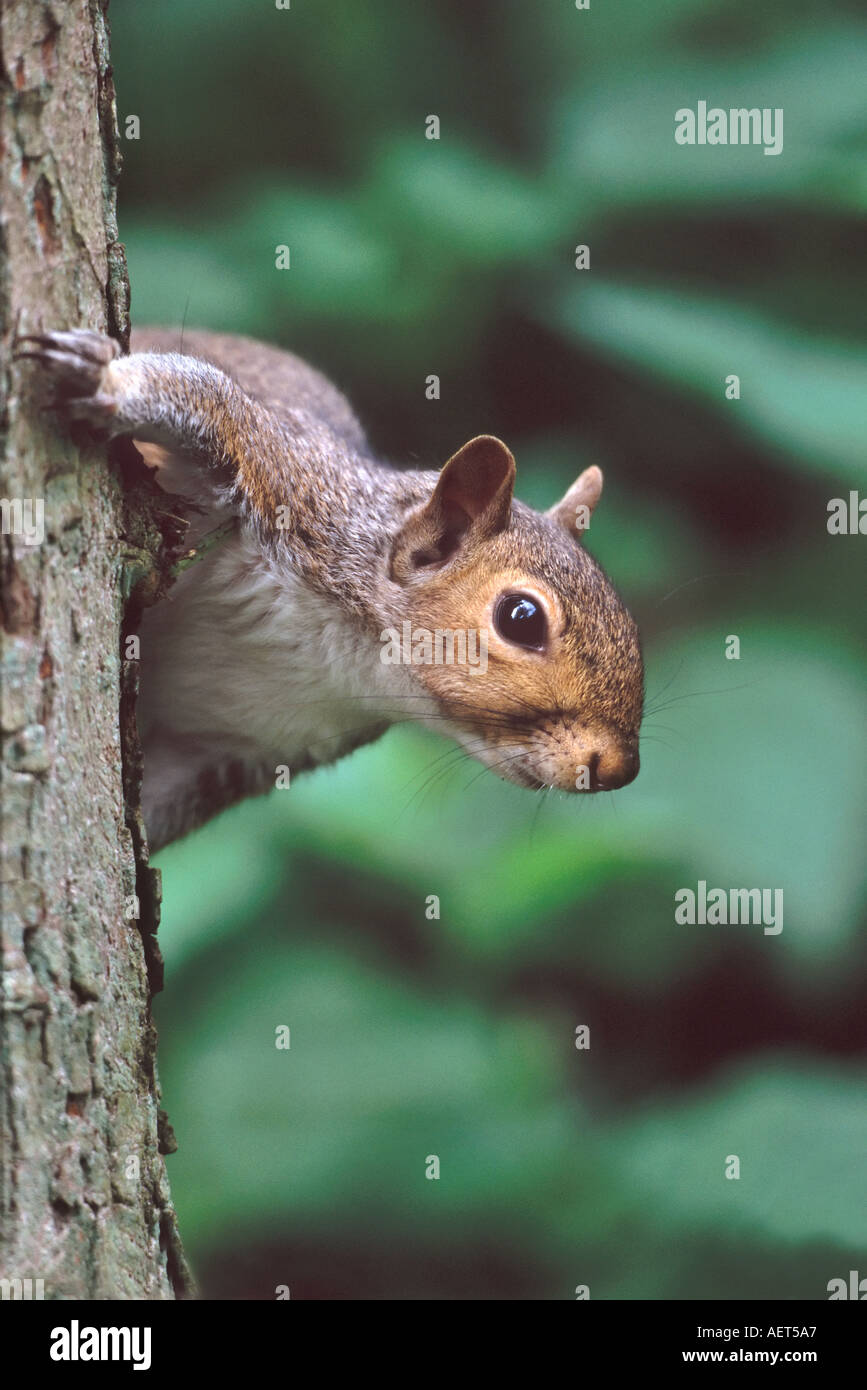 Grey Squirrel Looking around Tree Trunk Stock Photo - Alamy
