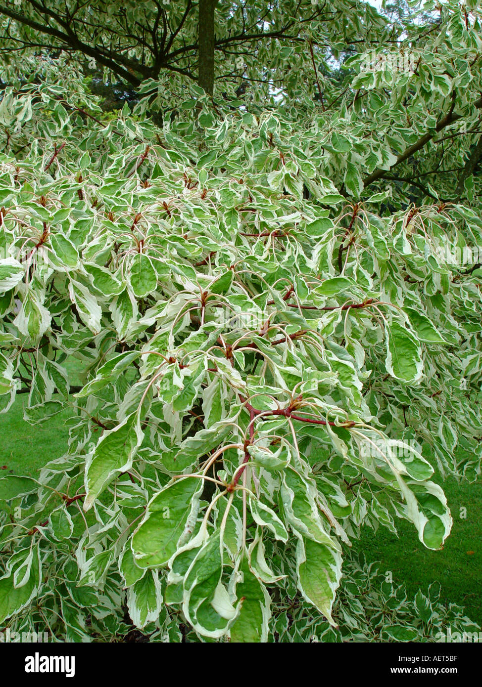 Cornus controversa Variegata Variegated Dogwood Stock Photo - Alamy