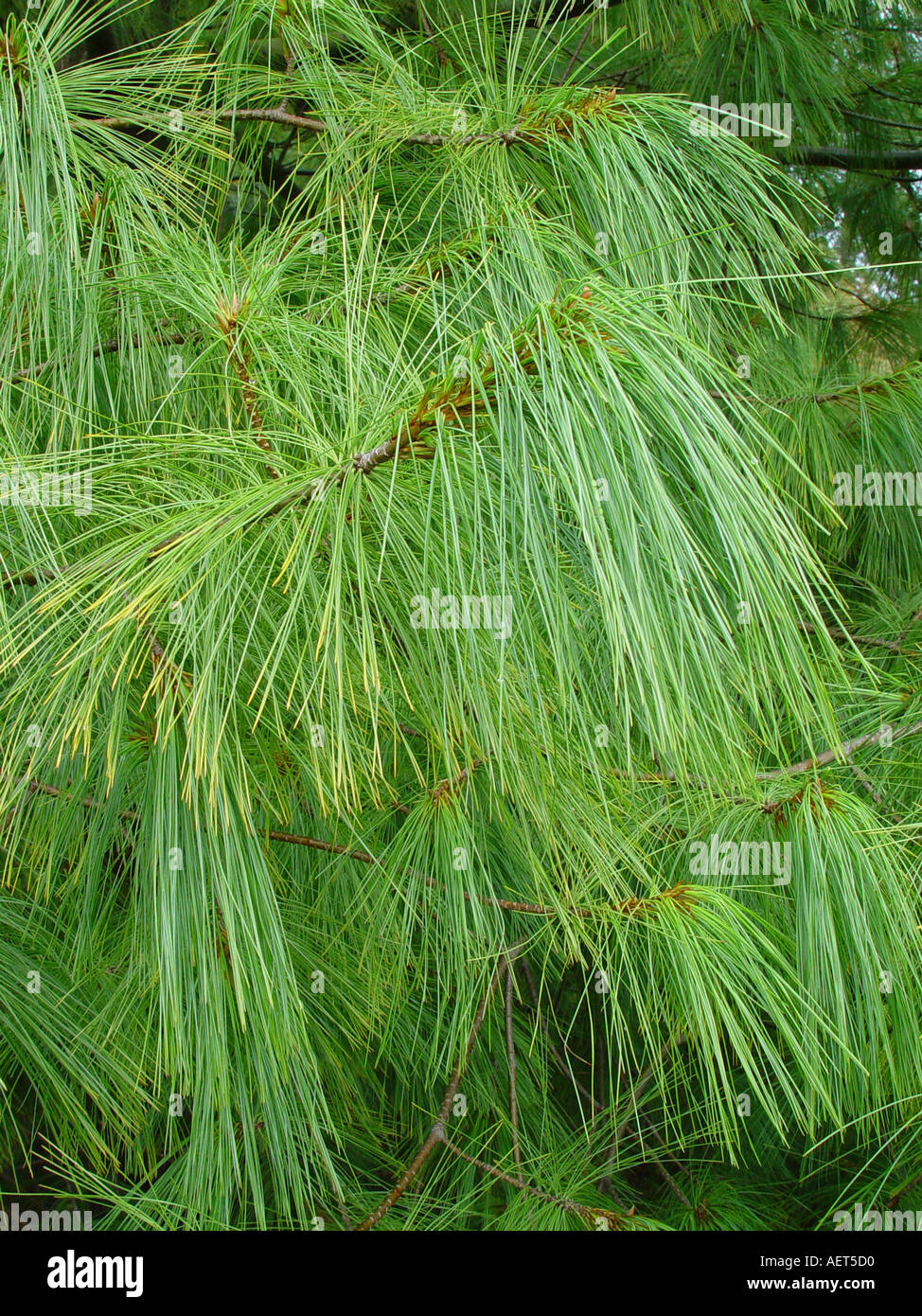 Types Of Pine Trees For Landscaping Bisinchi