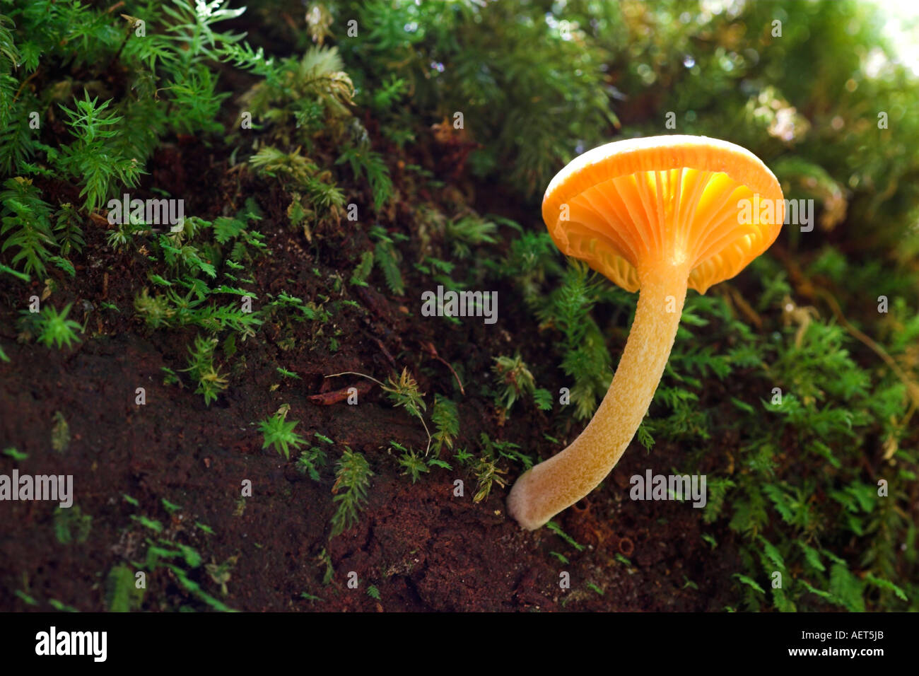 Australian toadstool hi-res stock photography and images - Alamy