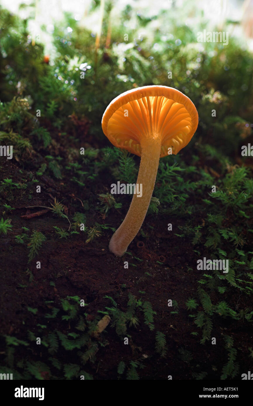 Orange toadstool growing in the rainforest at Central Station Fraser ...