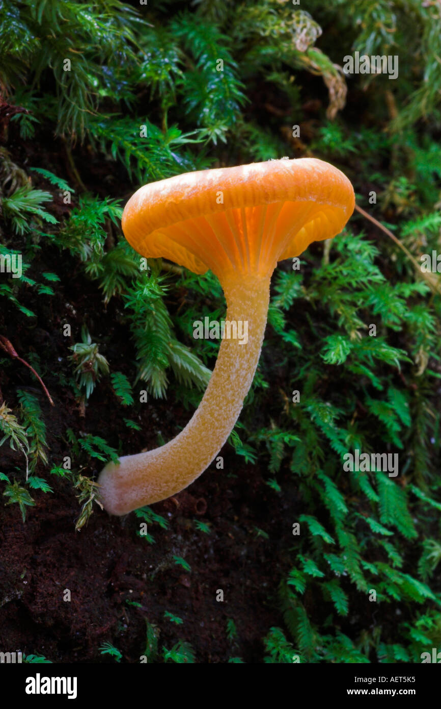 Orange Toadstool High Resolution Stock Photography and Images - Alamy