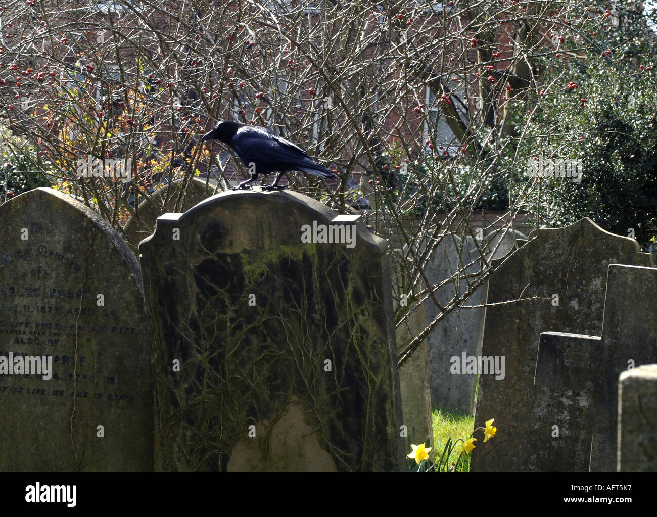 Hampstead cemetery hi-res stock photography and images - Alamy