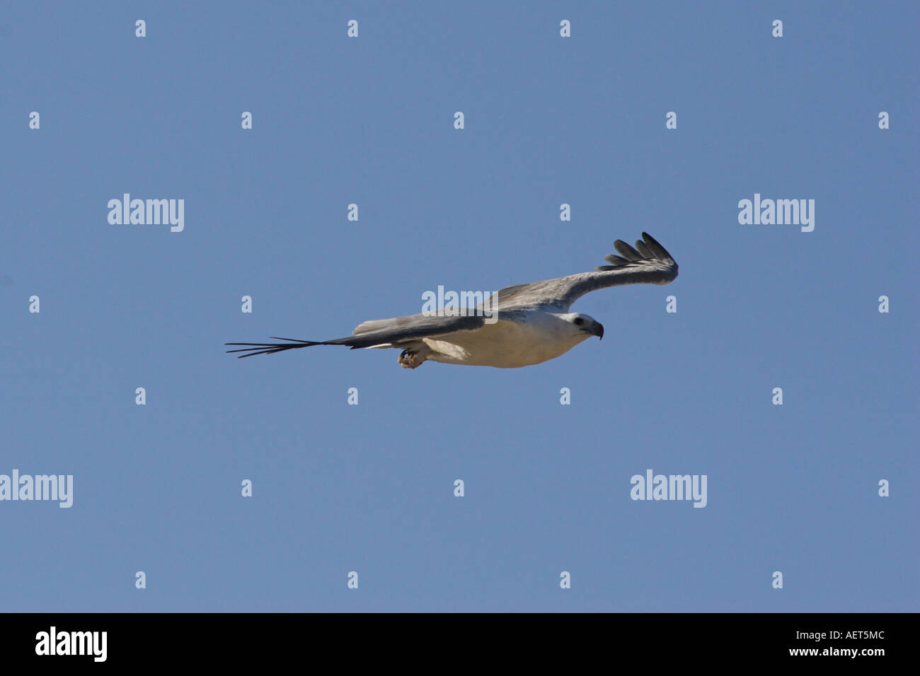 White Breasted Sea Eagle in flight Fraser Island Queensland Australia ...