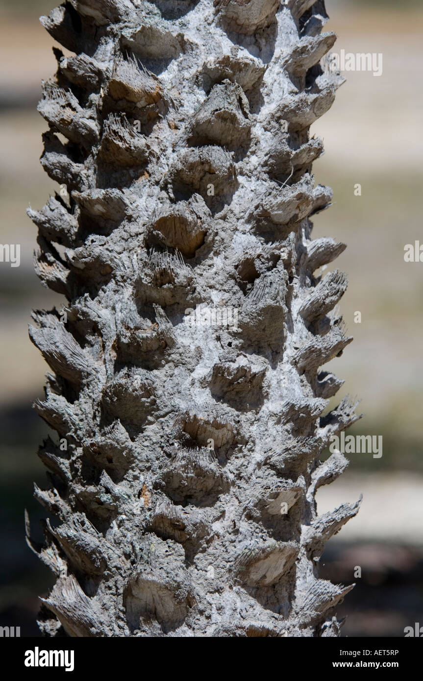 Carnauba Palm Tree Copernicia prunifera Barreirinhas Maranhão Brazil ...