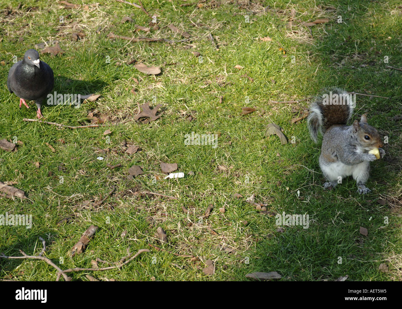 A squirrel and a pigeon in Hyde Park, central London park, UK Stock ...