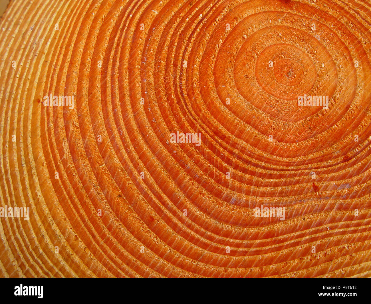 Annual growth rings in cut section of conifer tree Stock Photo - Alamy