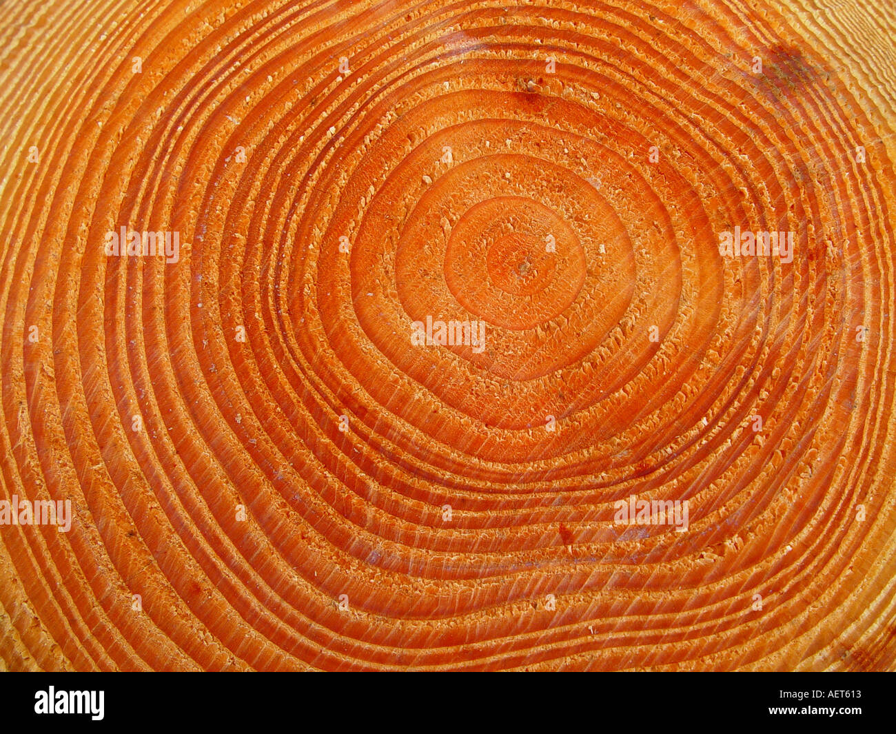 Annual growth rings in cut section of conifer tree Stock Photo - Alamy