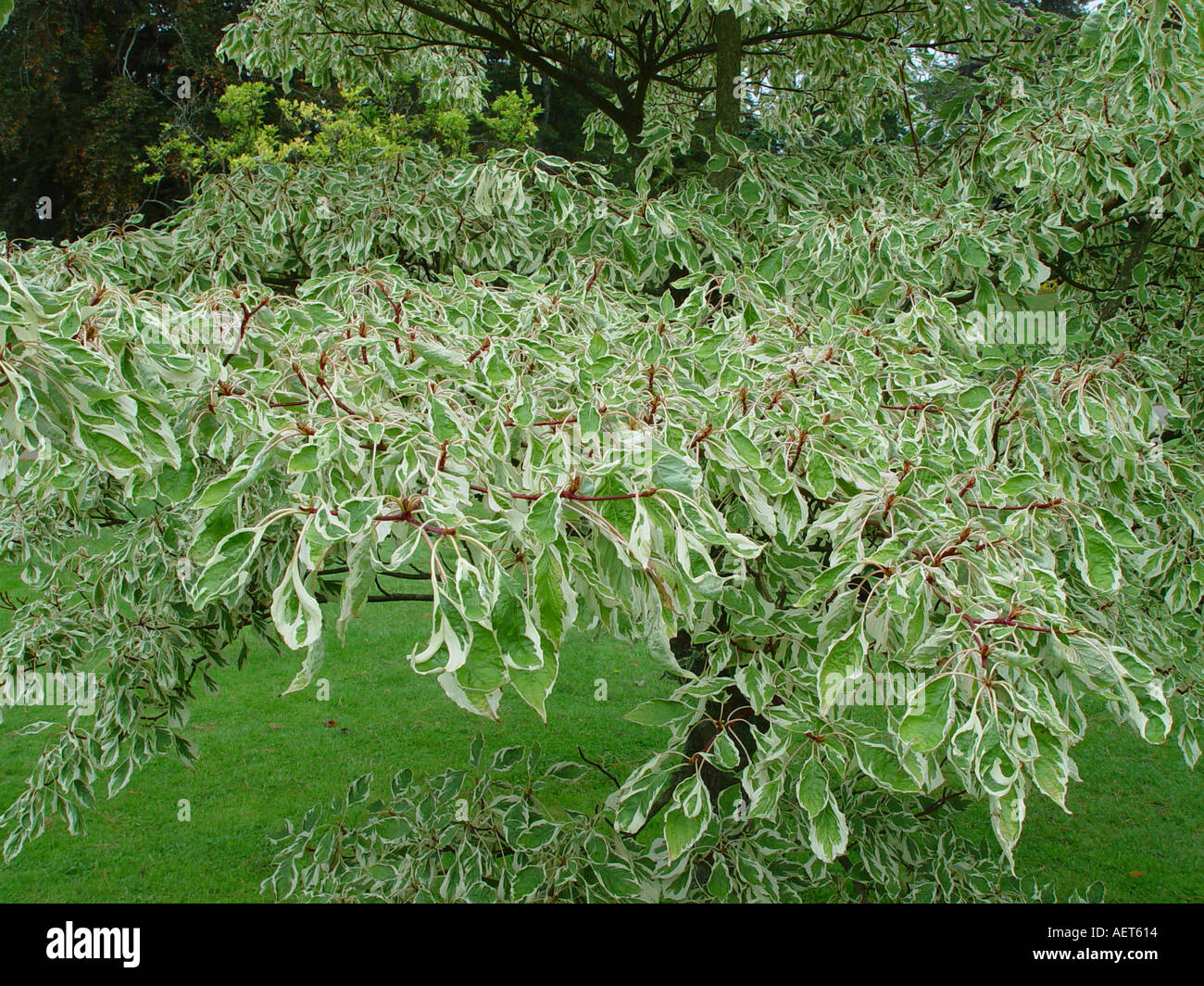 Cornus controversa Variegata Variegated Dogwood Stock Photo - Alamy