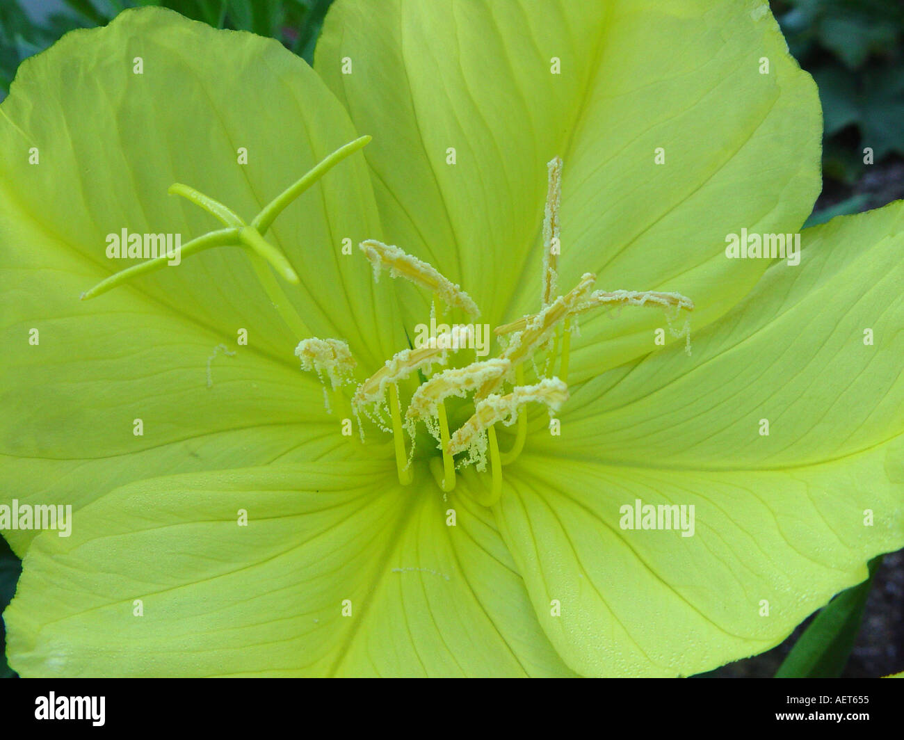Oenothera macrocarpa syn missouriensis Evening primrose source of ...