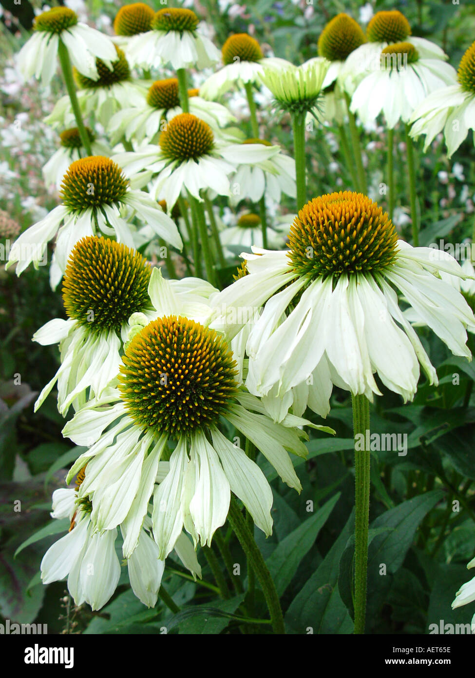 Echinacea purpurea White Lustre or white Swan Rudbeckia Stock Photo ...