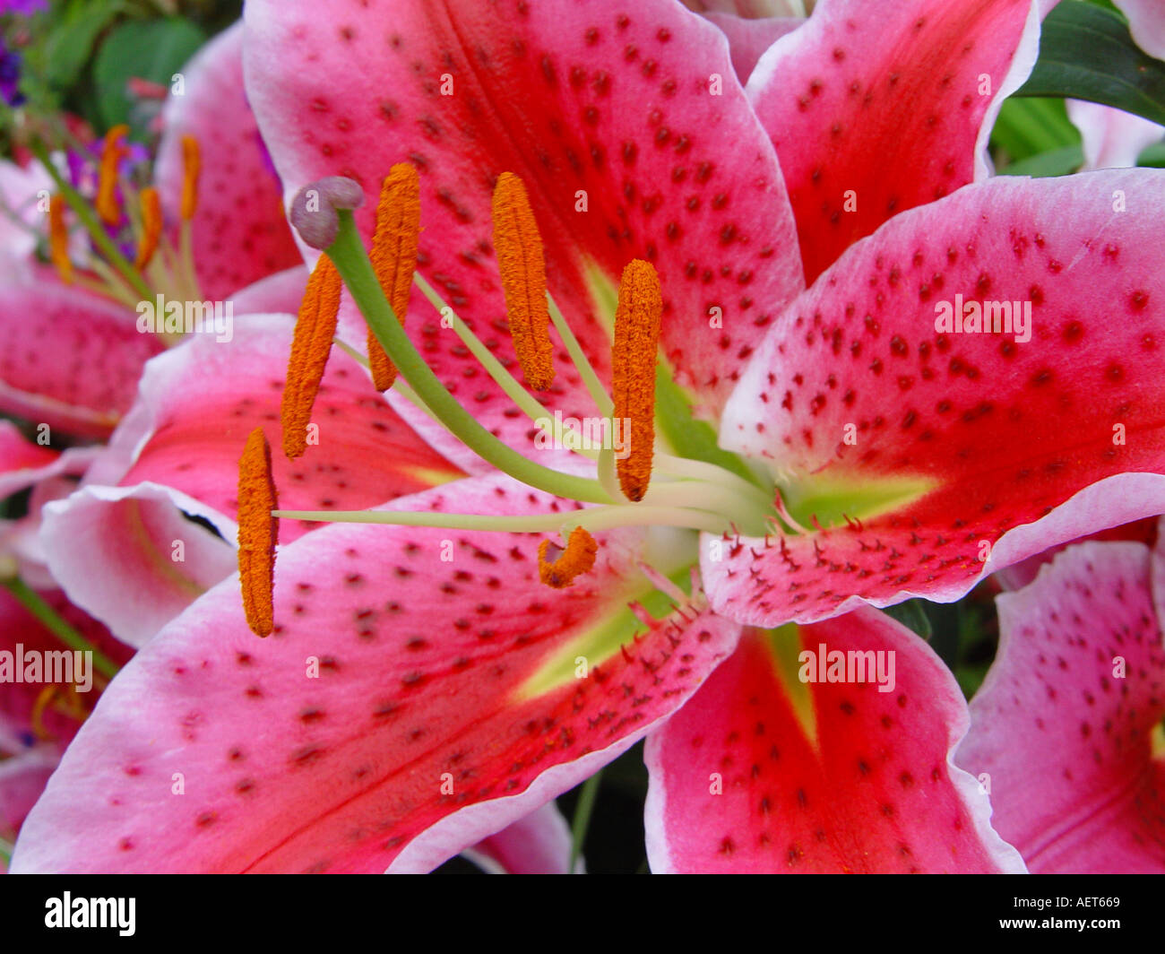 Lilium Stargazer Scented garden Lily Stock Photo - Alamy