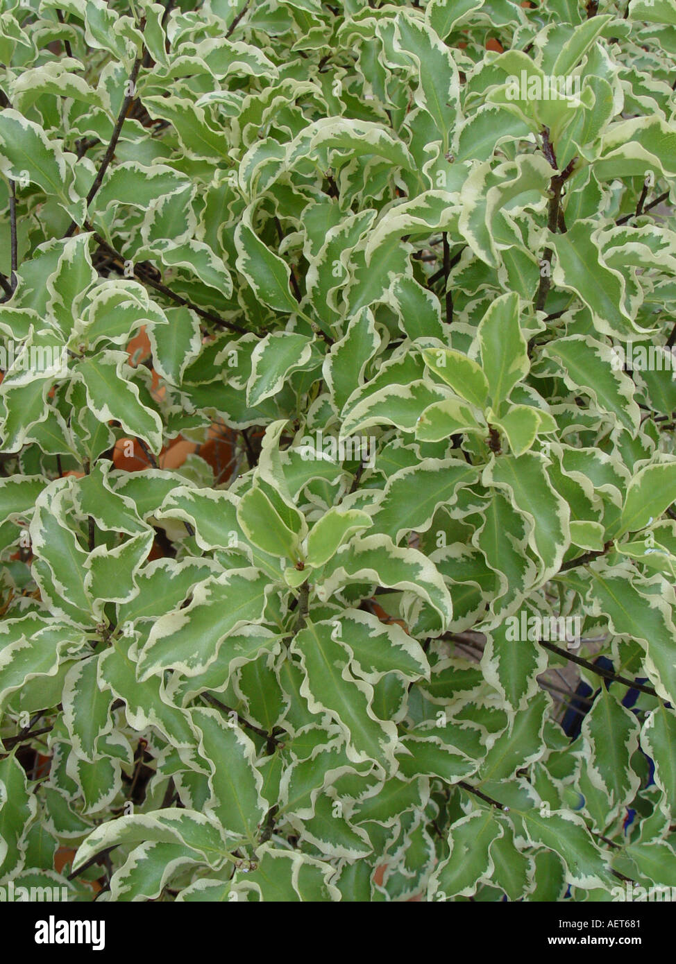 Pittosporum tenuifolium Silver Queen Evergreen foliage shrub Stock ...
