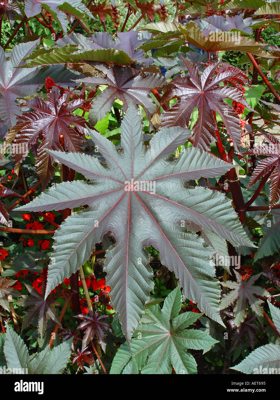 Ricinus communis Impala Castor oil plant Stock Photo - Alamy