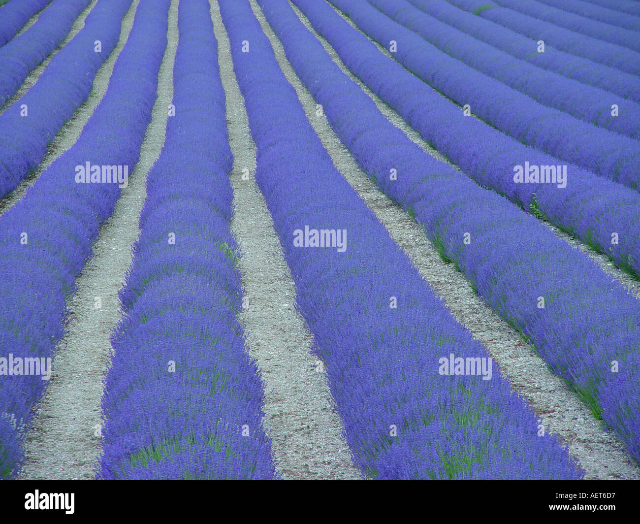 Field of lavender in Kent Farming lavandula for dried flower use and ...
