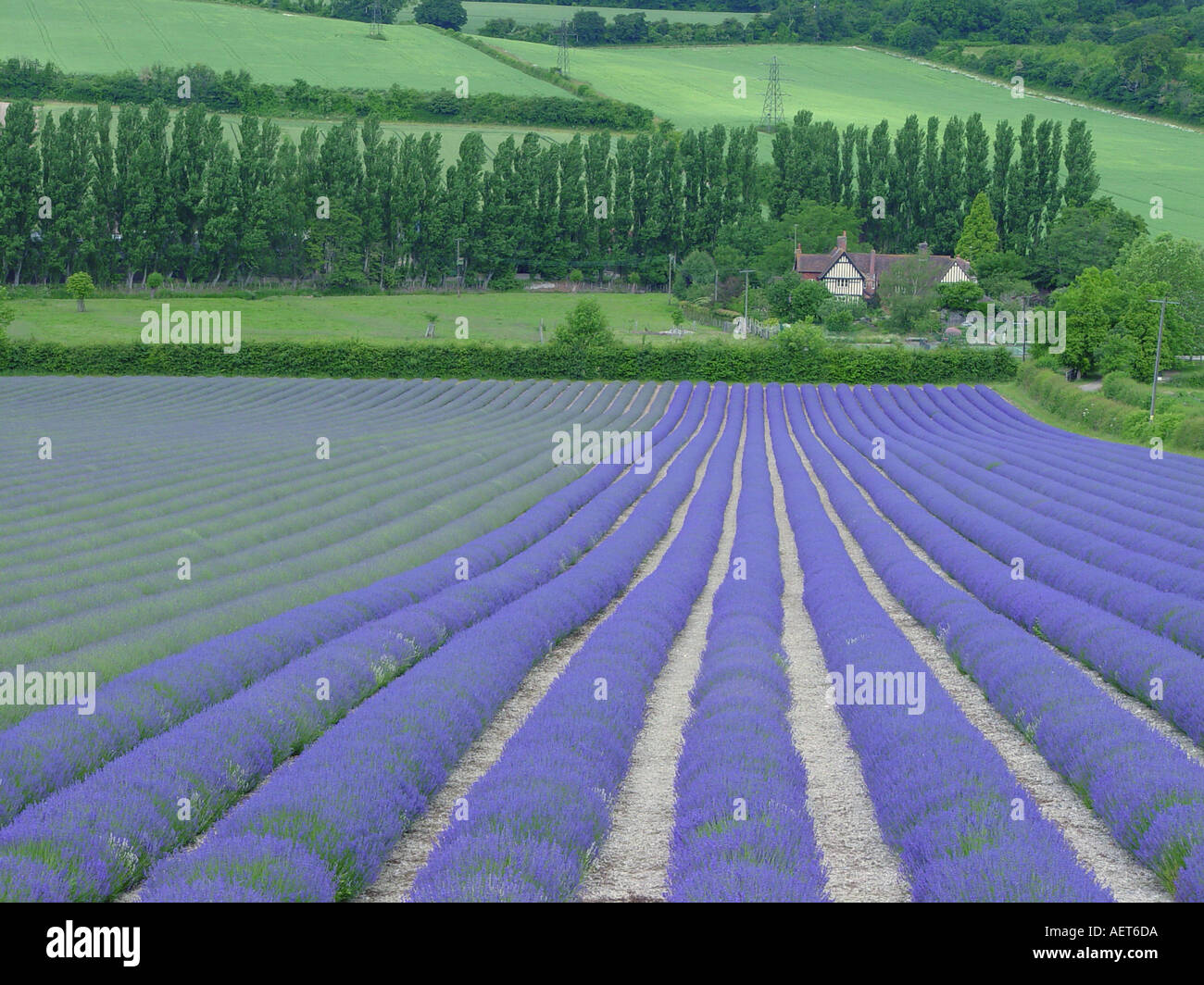 Field lavender in kent farming hi-res stock photography and images - Alamy