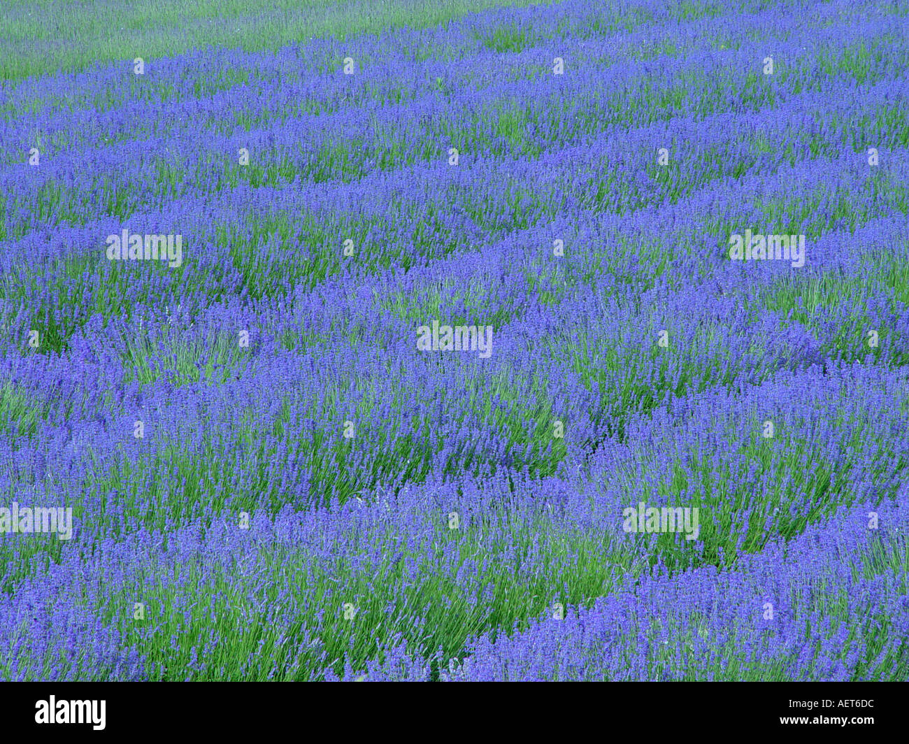 Field lavender in kent farming hi-res stock photography and images - Alamy