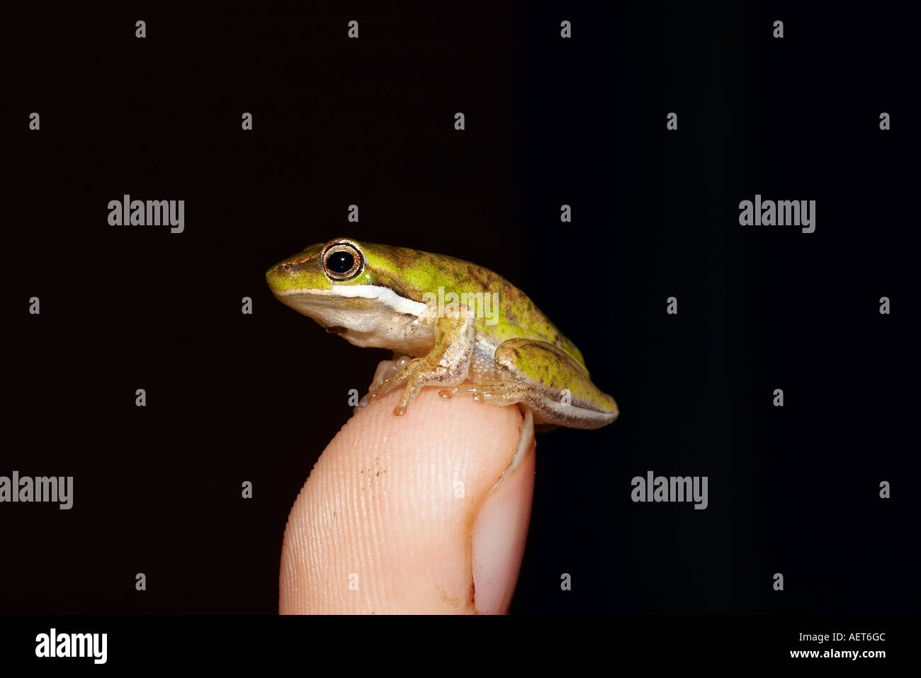 Frog on fingertip hi-res stock photography and images - Alamy
