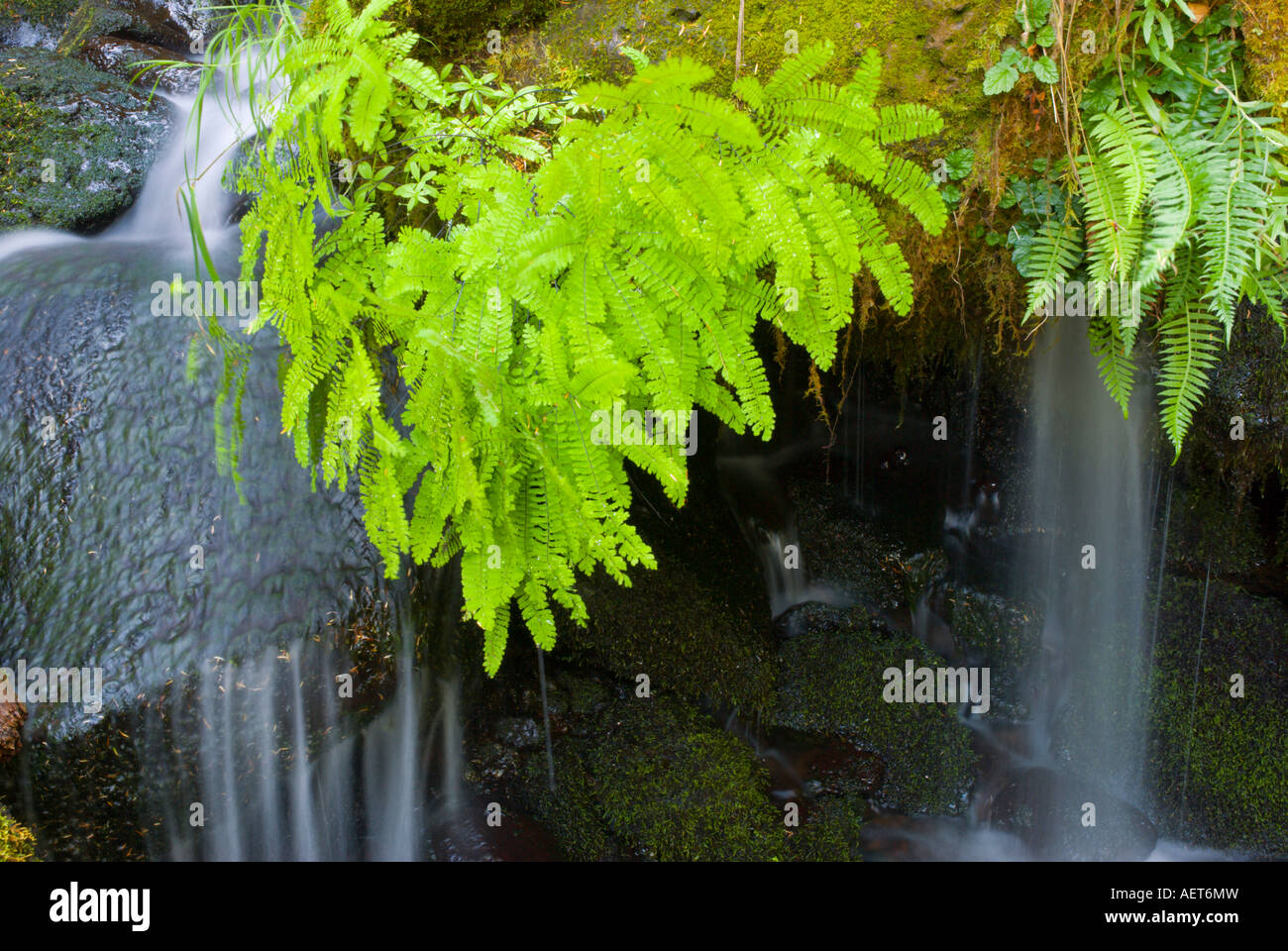 Ferns and cascade on Watson Creek Umpqua National Forest Oregon Stock ...
